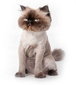 Cat & Small Dog Grooming Services - Noble Paw Werks